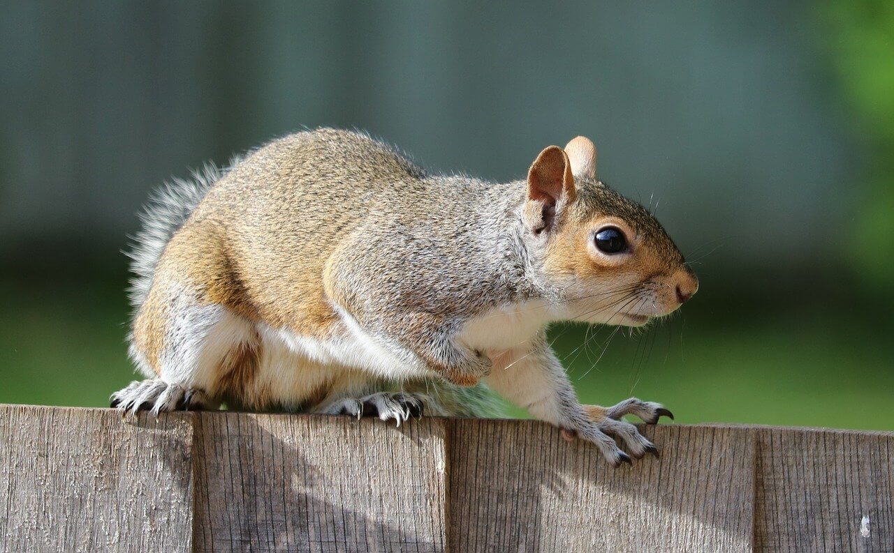 Squirrel Pest Control in Ottawa | Wildlife Removal Service- Squirrel/Rodent
